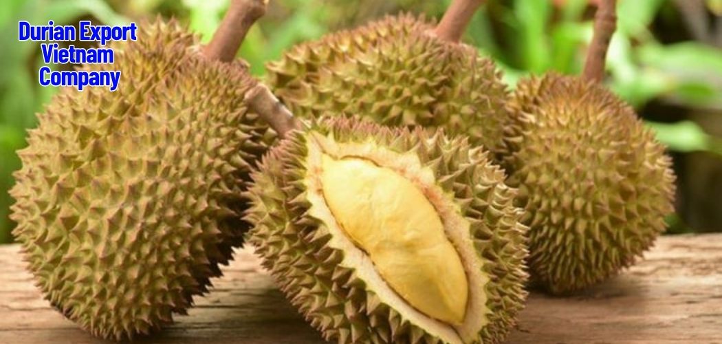 Ri6 Durian: Vietnam's Premium Export Variety & Characteristics - Durian ...